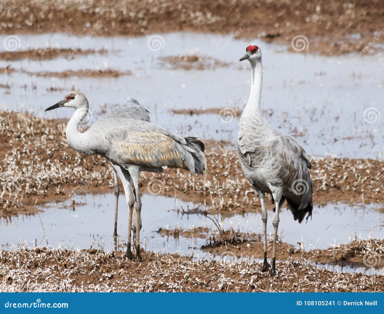 Group Of Sandhill Cranes In Flight At The `golden Hour` Dusk / Sunset ...
