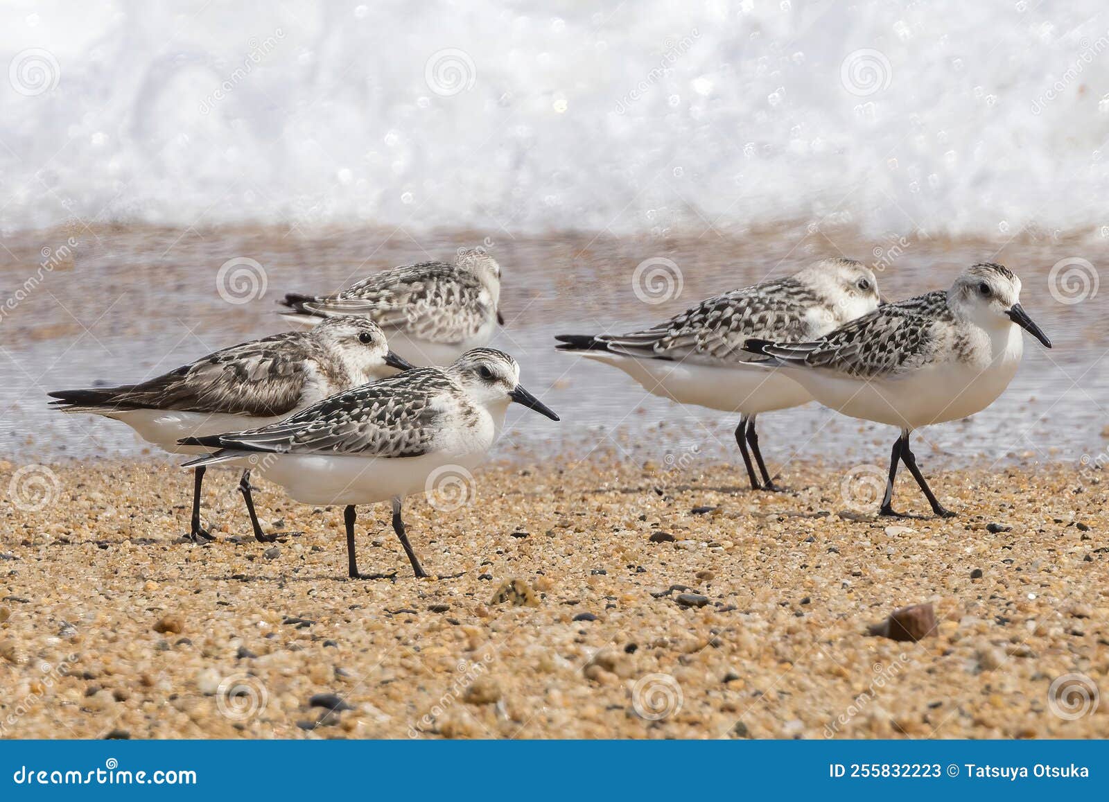 A Group of Sandpiper in the Beach. Stock Image - Image of sandpiper ...