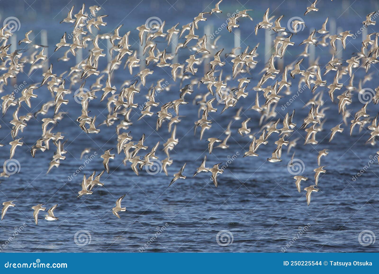 Group of Sandpiper Flying in the Coast. Stock Photo - Image of coast ...
