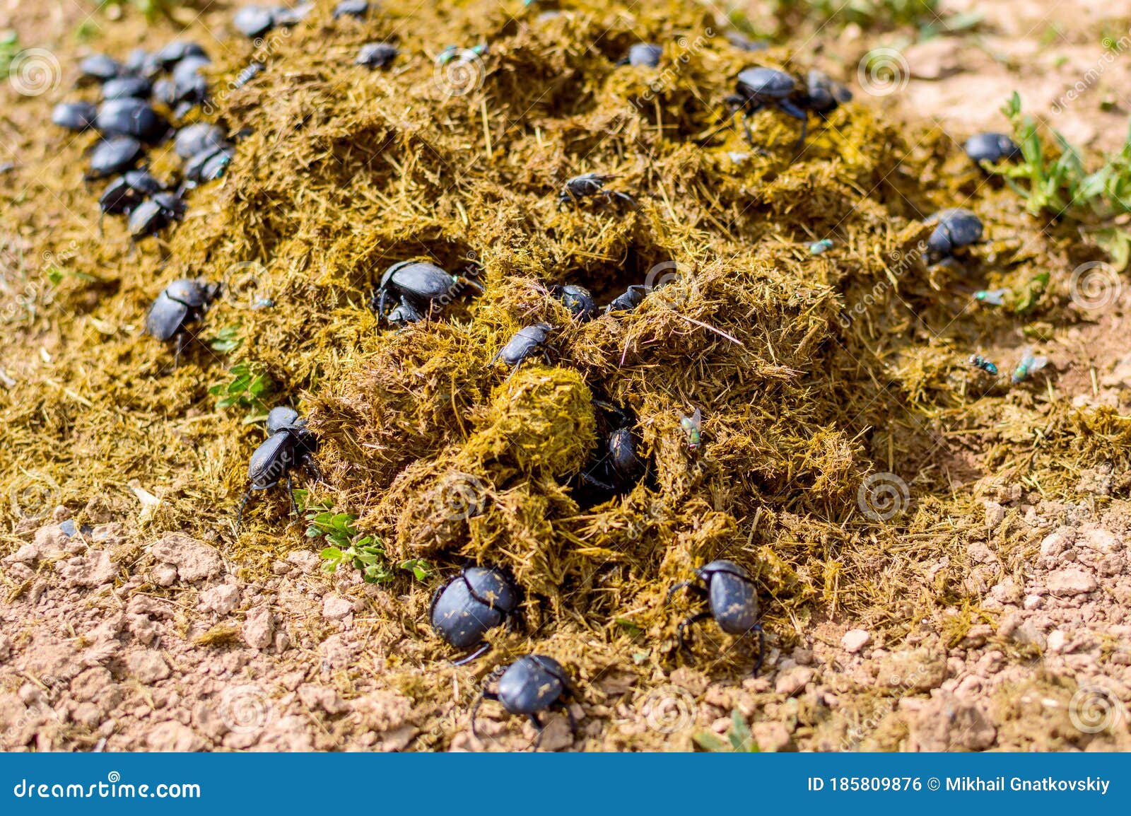 Group of Scarabaeus Sacer of Sacred Scarab in Dung Stock Photo - Image ...