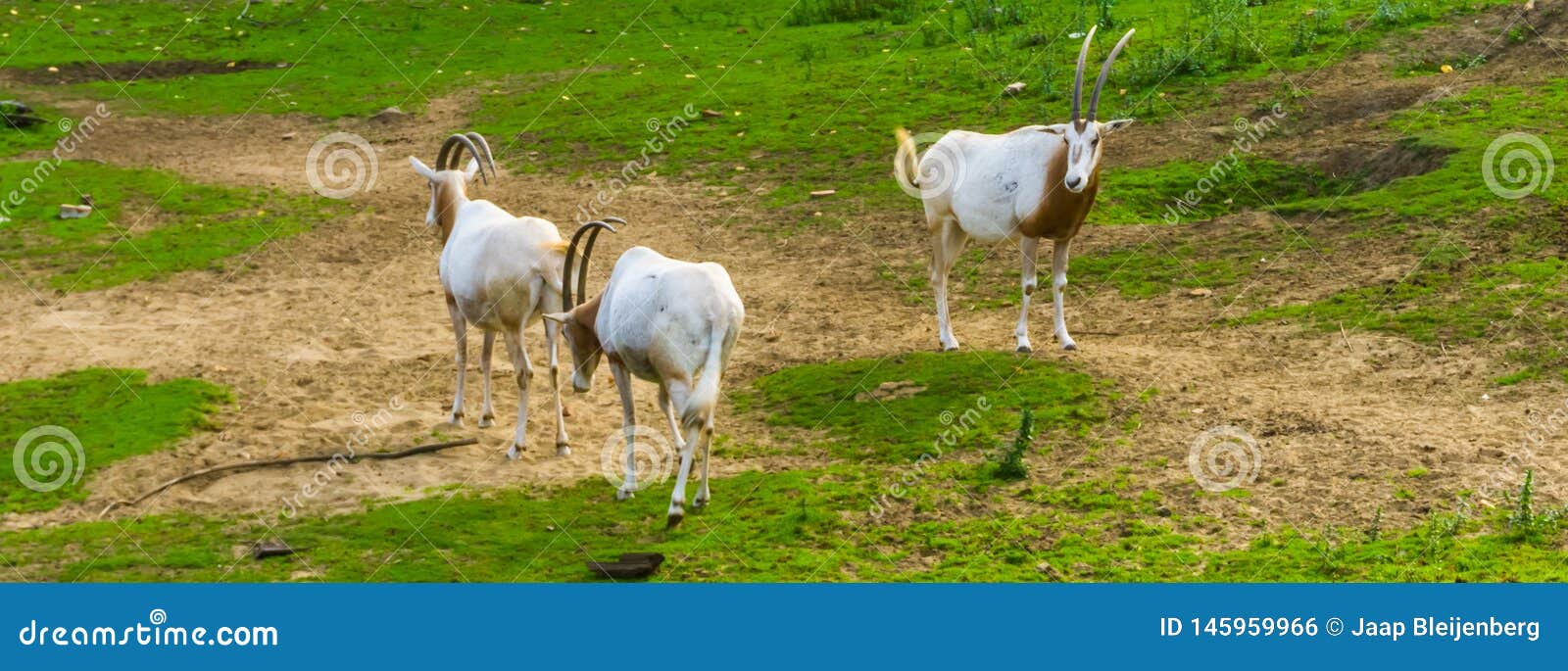 Group of Scimitar Oryxes Together in a Pasture, Animal Specie that is ...