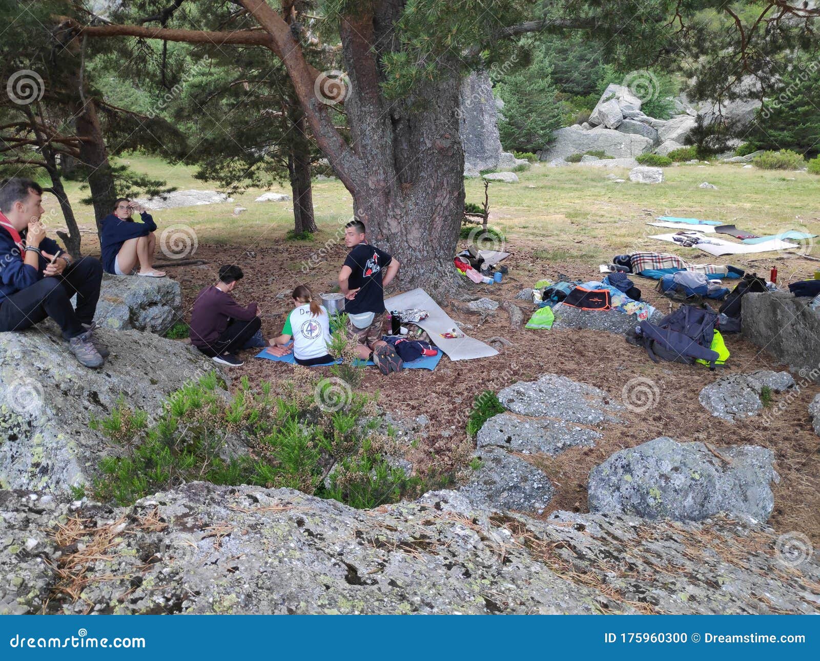 Group of Scouts Around a Tree Editorial Image - Image of group, tree ...