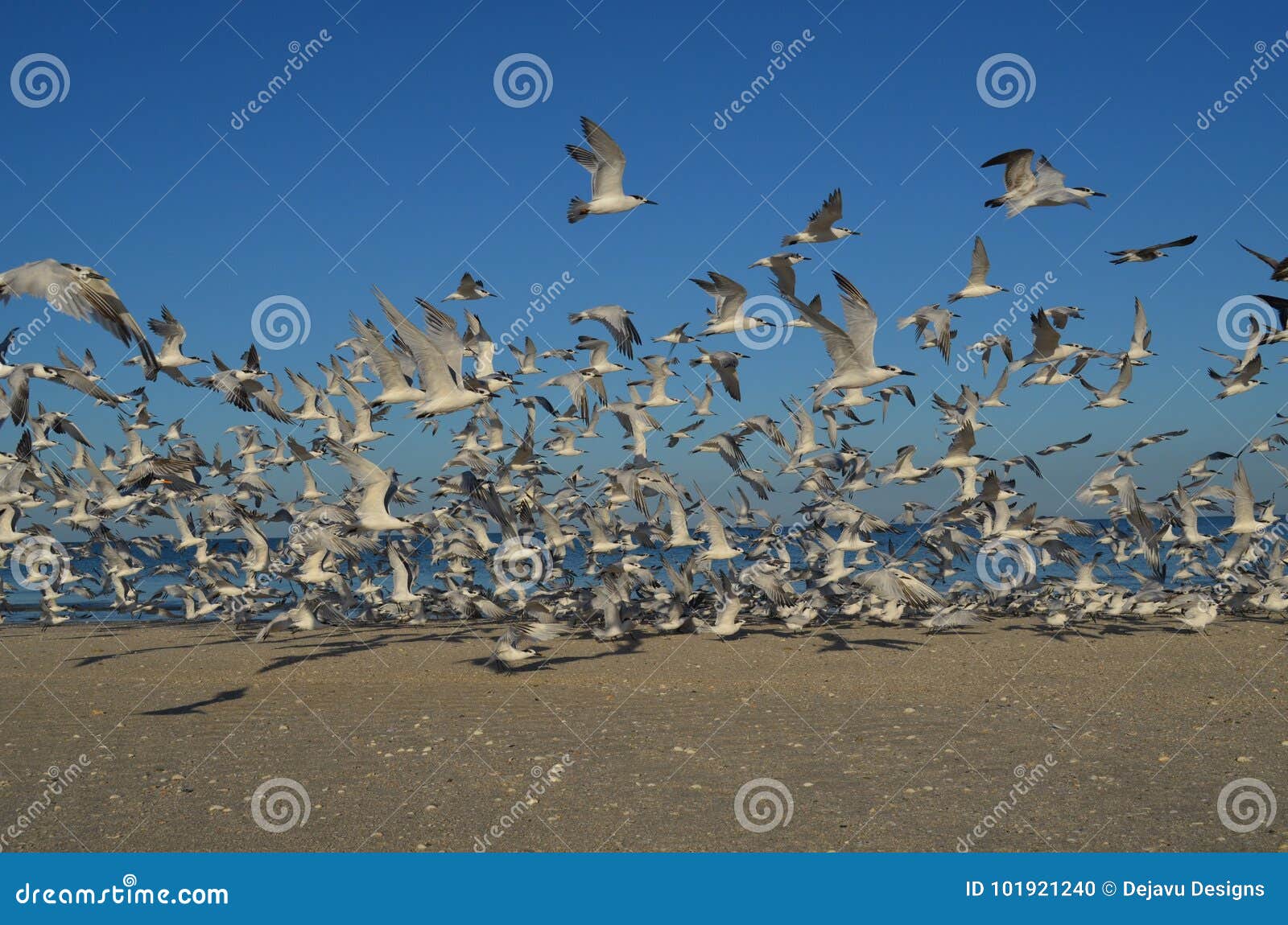 Group of Sea Birds Flying Over a Florida Beach Stock Photo - Image of ...