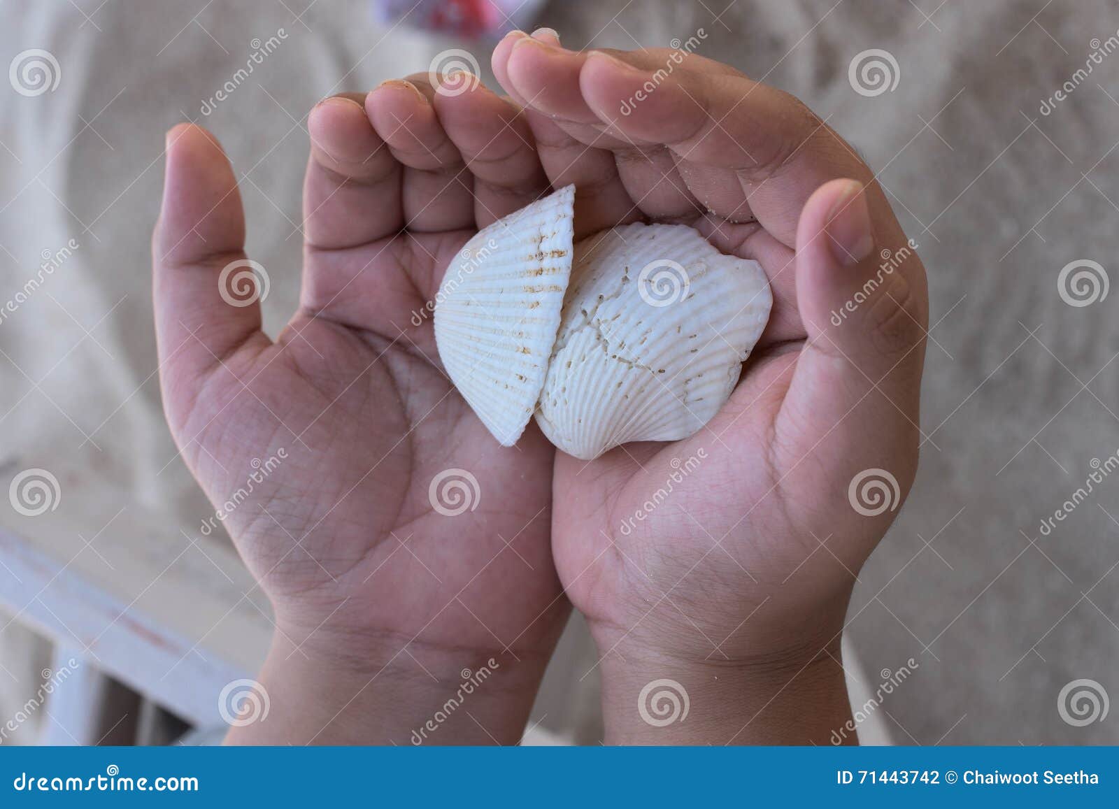 Group of sea shell in hand stock photo. Image of object - 71443742