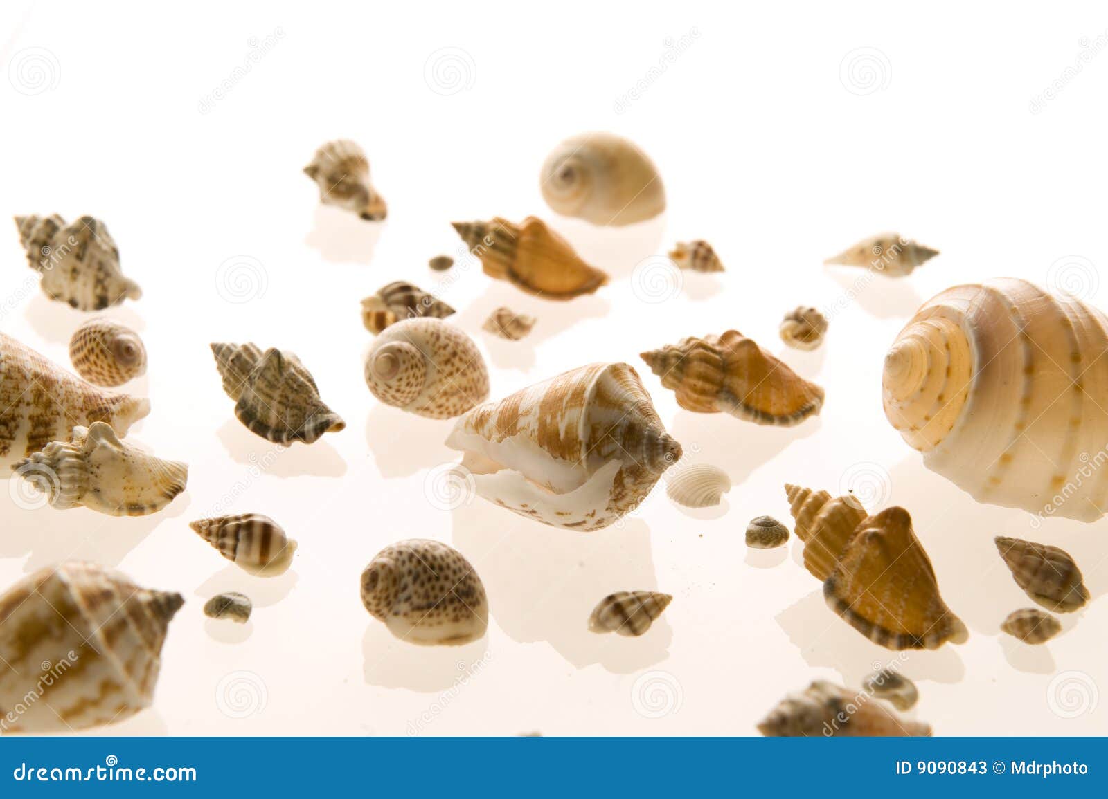 Group of Sea Shell Isolated on White Stock Image - Image of pattern ...