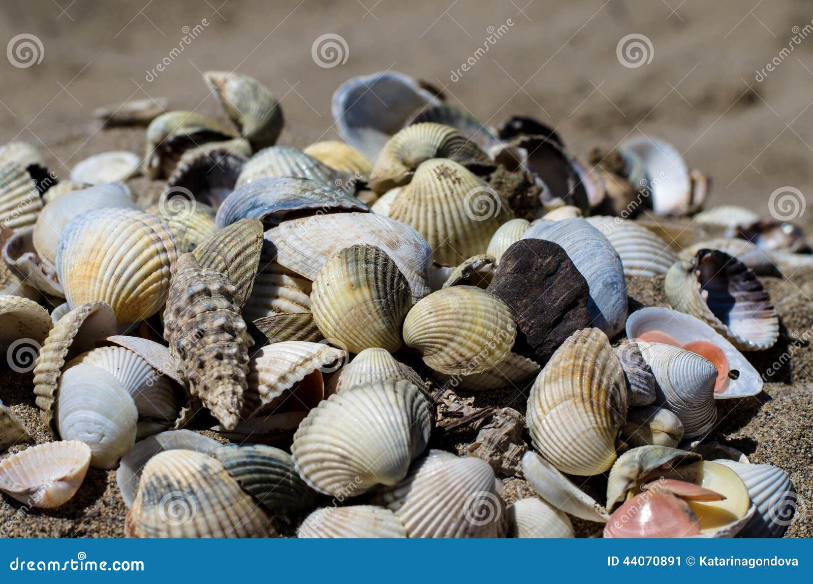 Group of sea shells stock image. Image of seashell, souvenir - 44070891