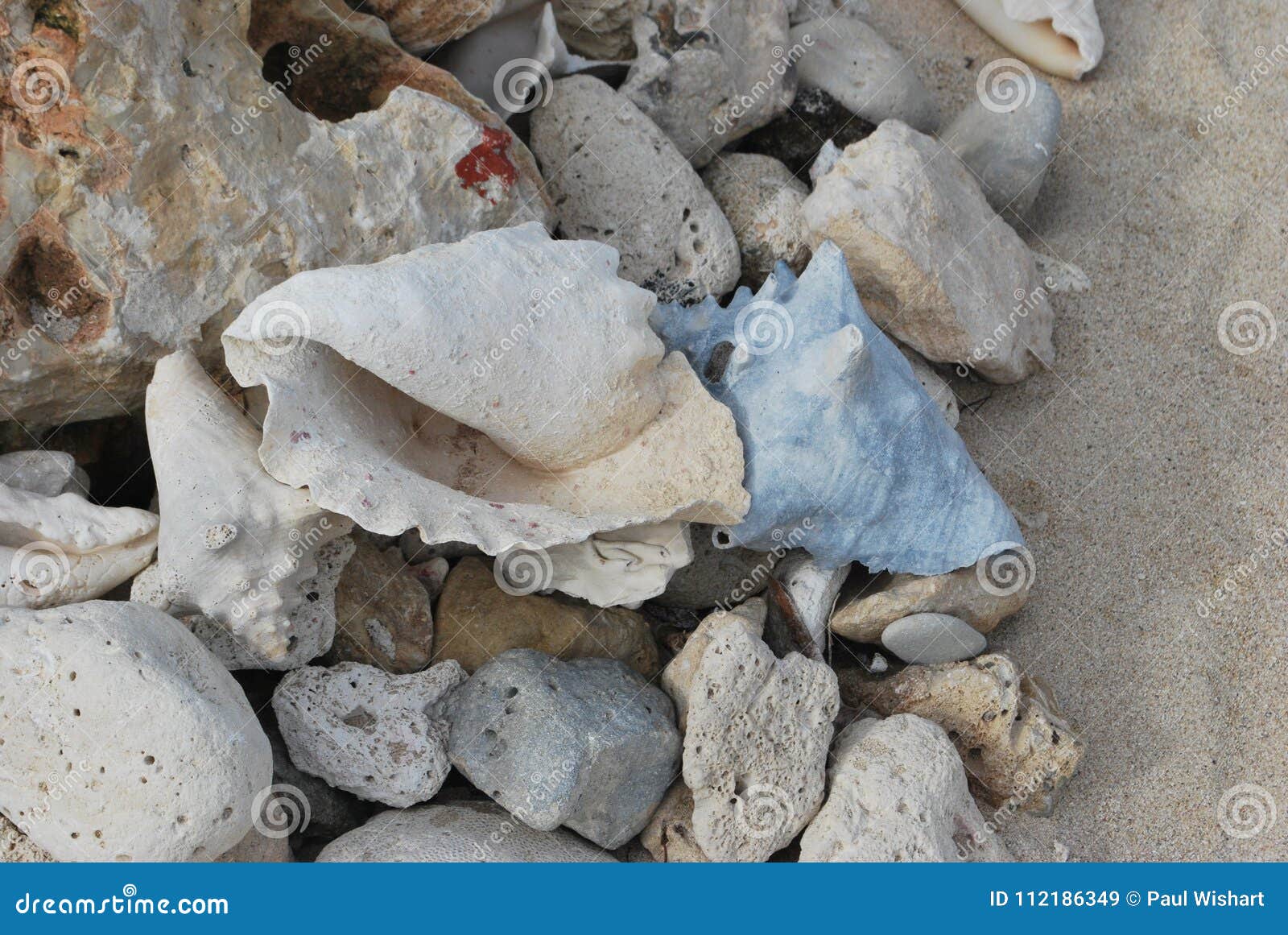 Group of Sea Shells with Sand Stock Image - Image of seashell, mollusk ...