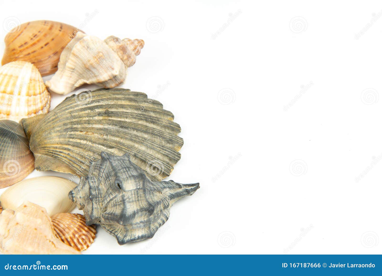 Group of sea shells on top stock photo. Image of seafood - 167187666
