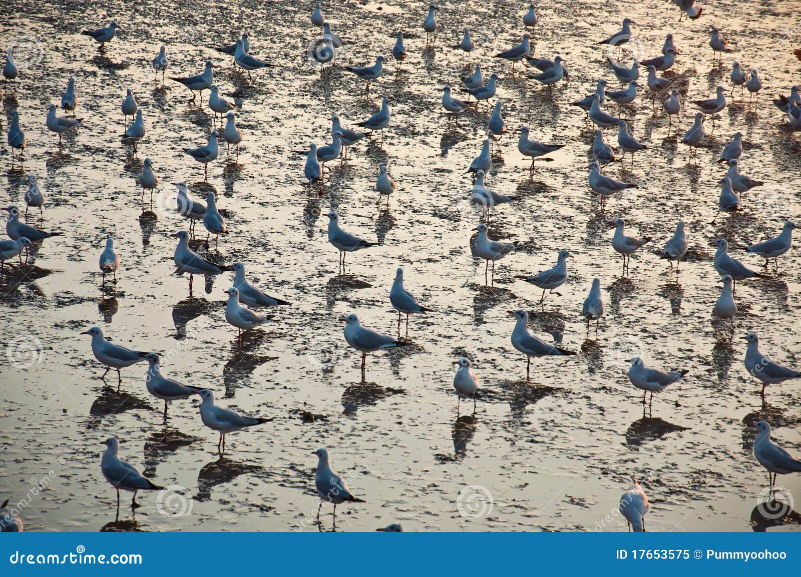 Group of seagull stock image. Image of standing, stand - 17653575