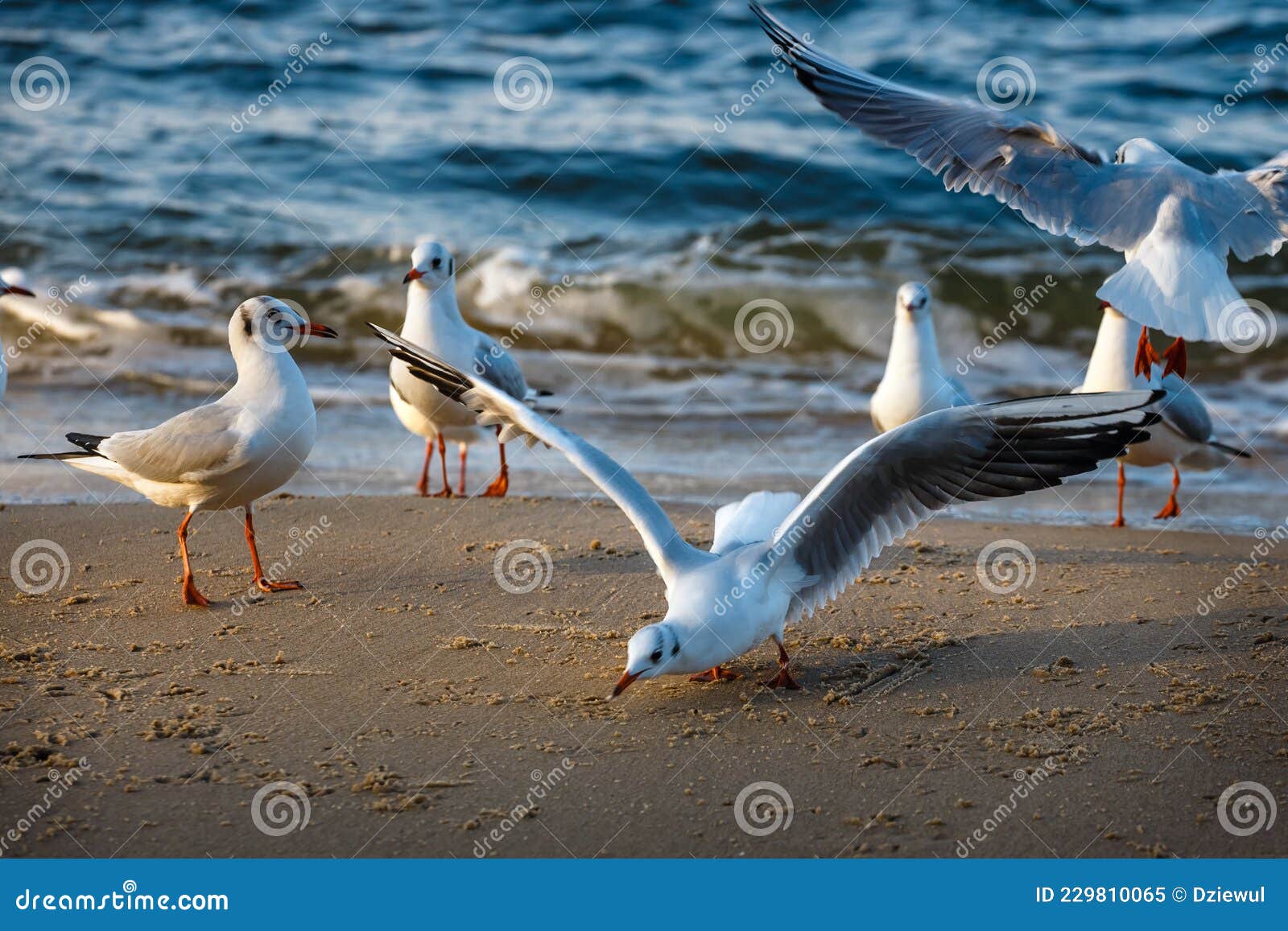 Group of Seagull on the Beach Stock Image - Image of bird, gull: 229810065