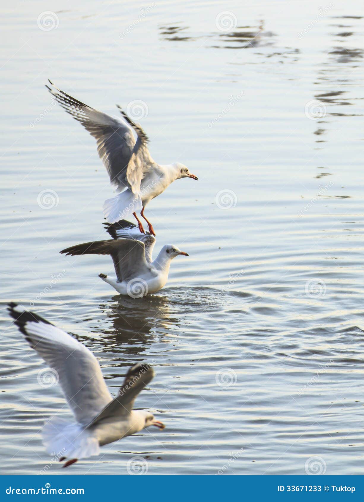 Group of seagull birds stock image. Image of scene, sunset - 33671233
