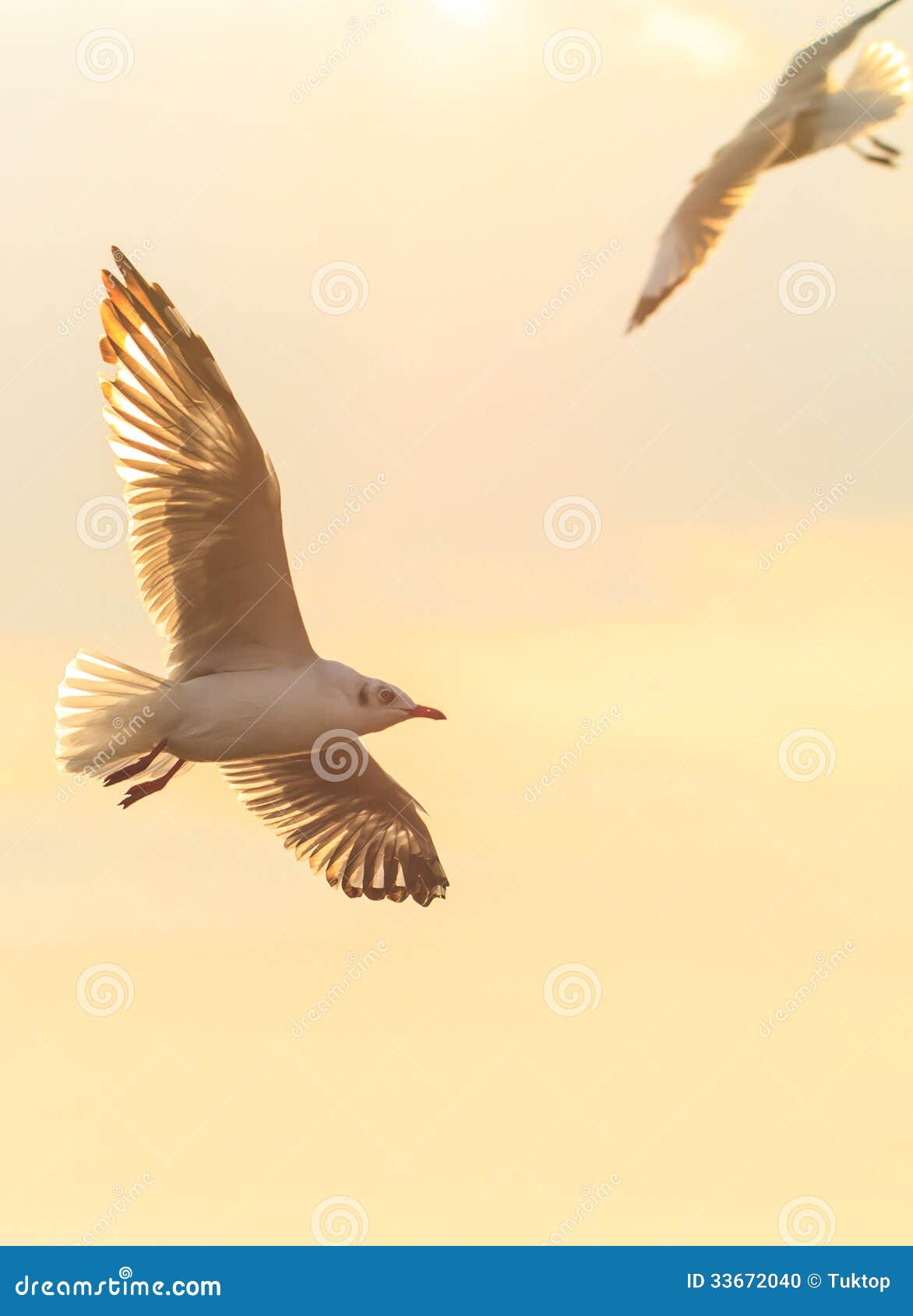 Group of seagull birds stock photo. Image of water, vertical - 33672040