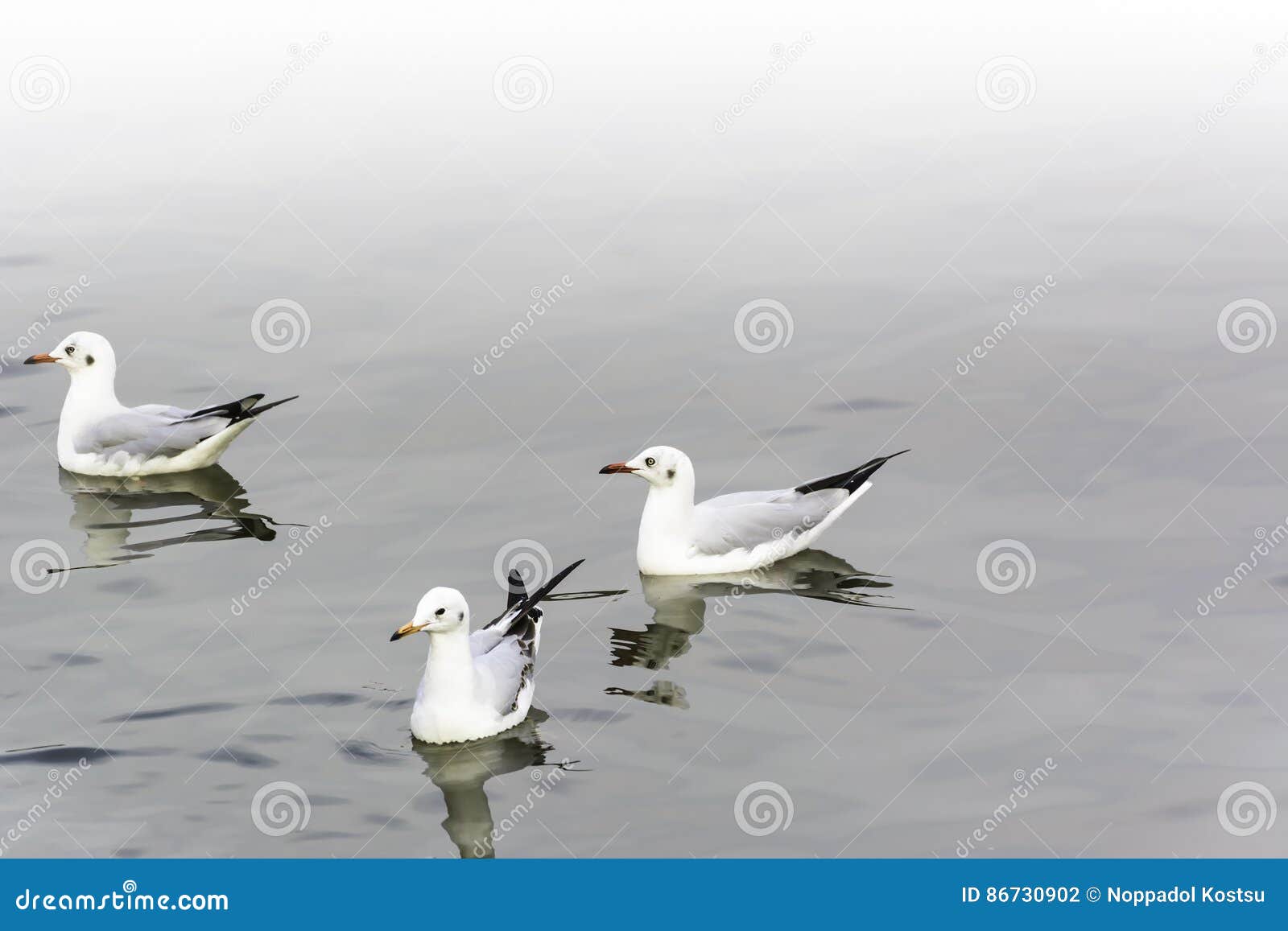 Group Seagull Floating on Water Stock Photo - Image of distract ...