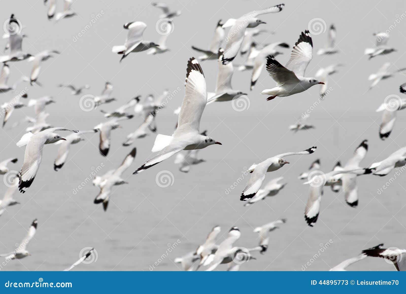 Group of seagull stock image. Image of flock, wildlife - 44895773