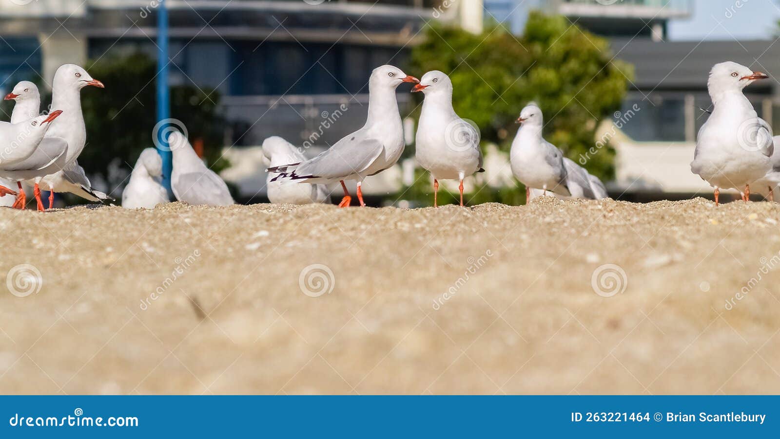 Group Seagull Standing in Line on Beach Stock Photo - Image of beach ...