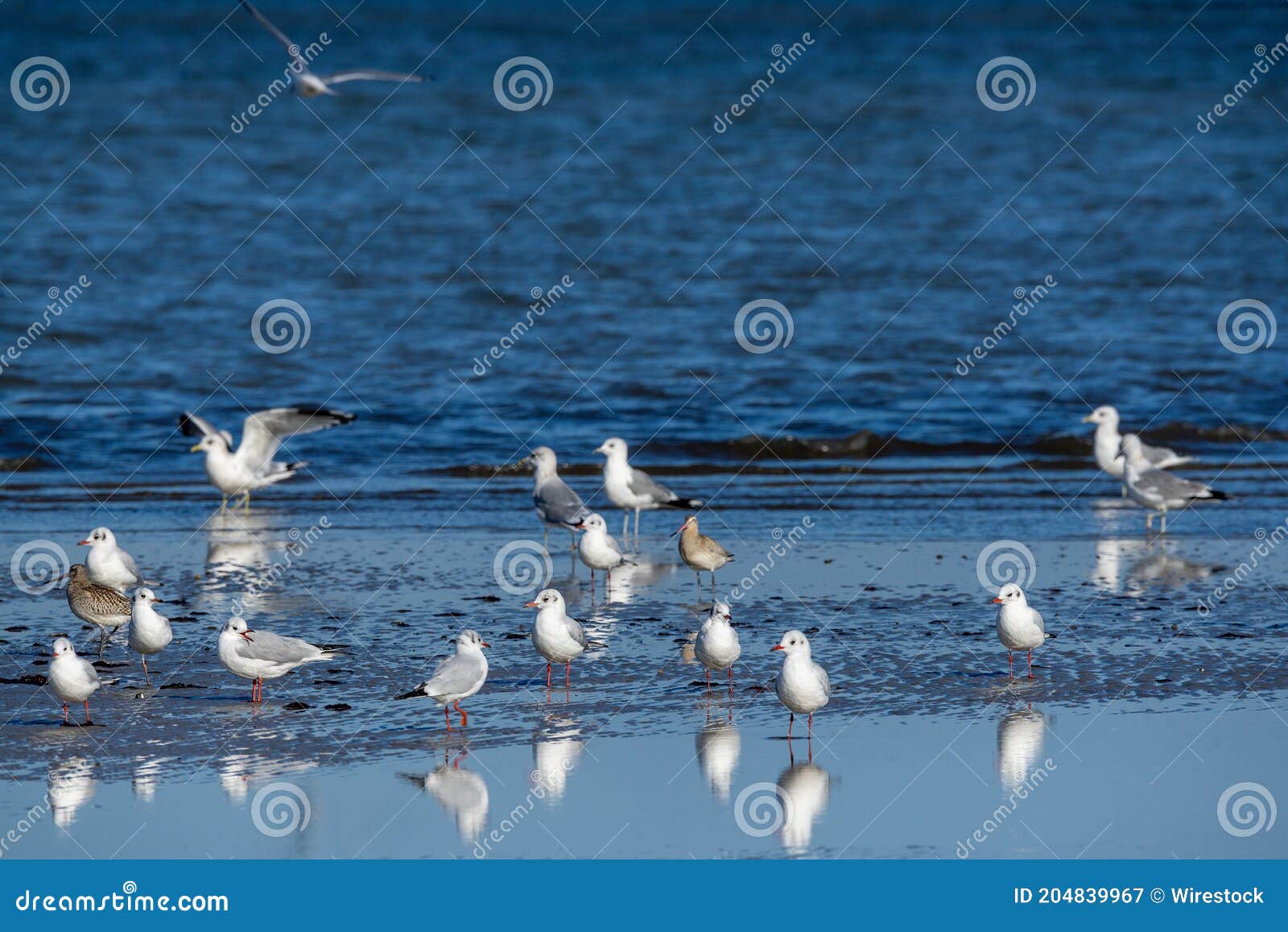 Group of seagulls on stock image. Image of coast, bird - 204839967