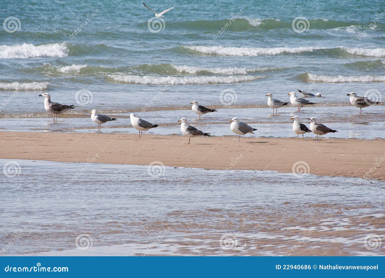 Group of seagulls stock photo. Image of blue, brown, legs - 22940686