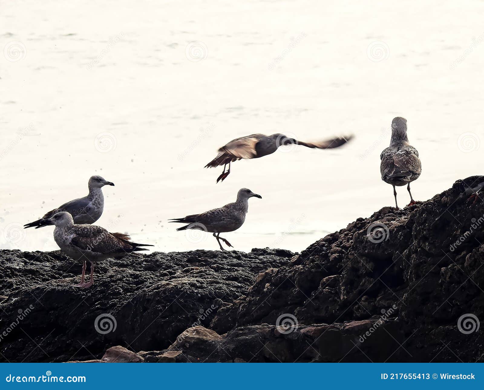 Group of Seagulls on the Coast Stock Image - Image of flying, freedom ...