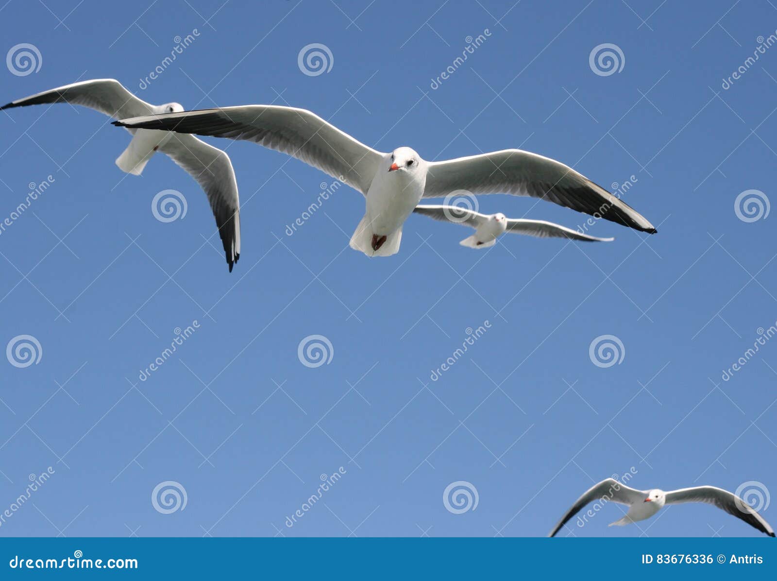 Group of seagulls stock photo. Image of flight, flying - 83676336