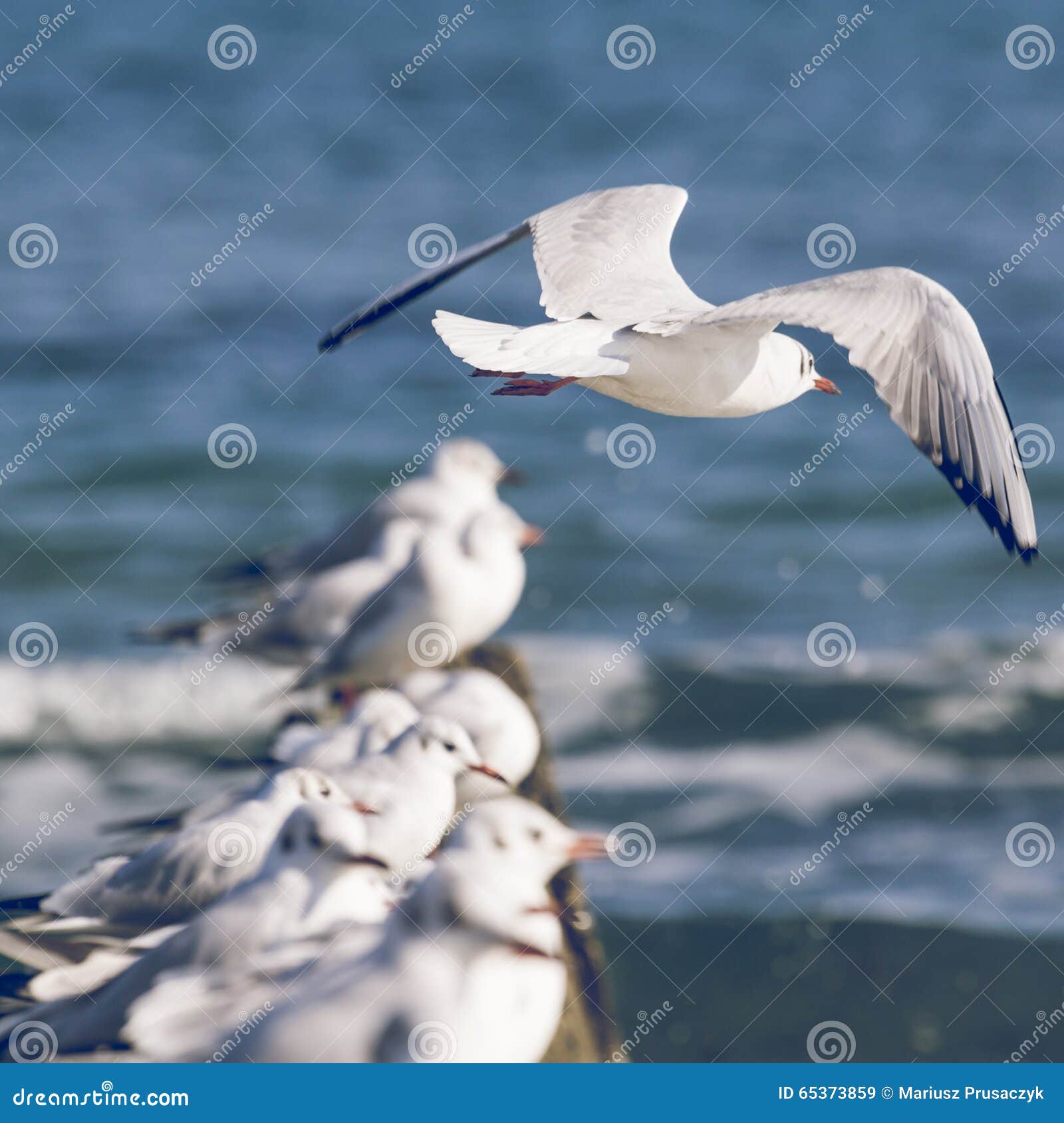 Group of seagulls stock image. Image of seagulls, concept - 65373859