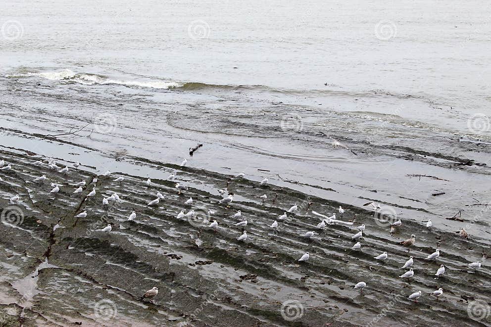 A Group of Seagulls Rest on the Seashore Stock Image - Image of blue ...