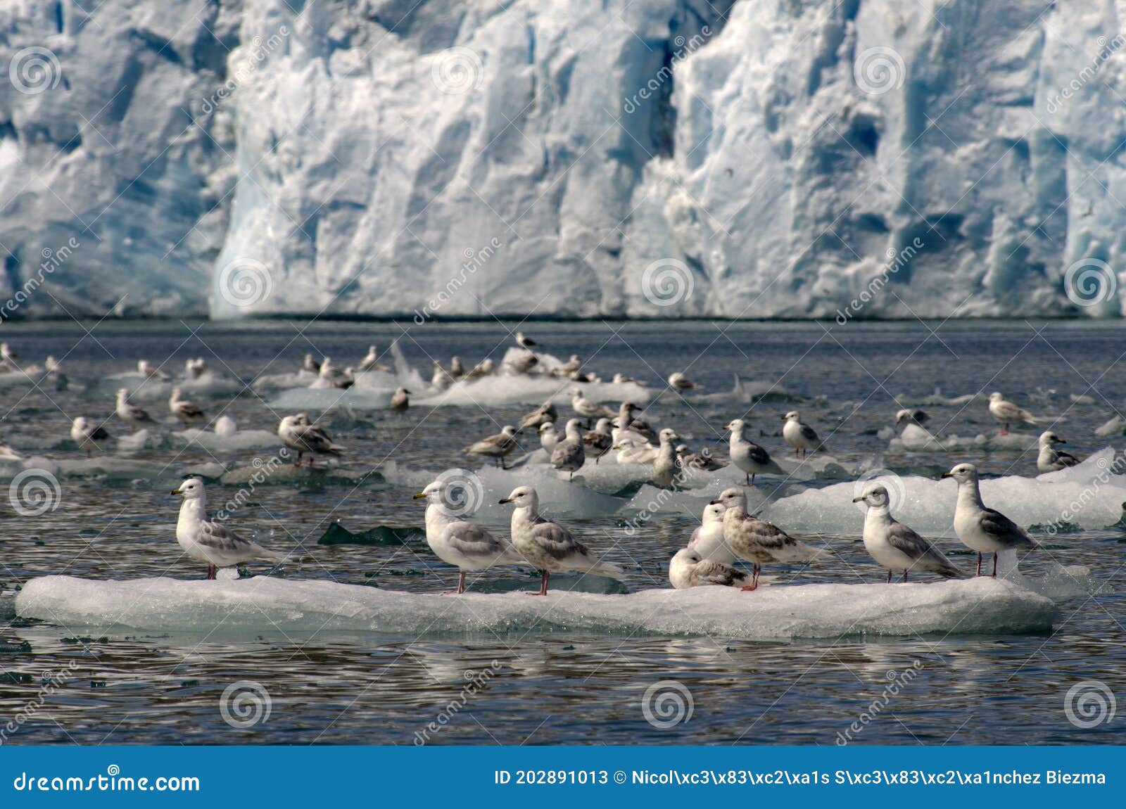 Group of Seagulls Resting in Ice Stock Image - Image of warming, front ...