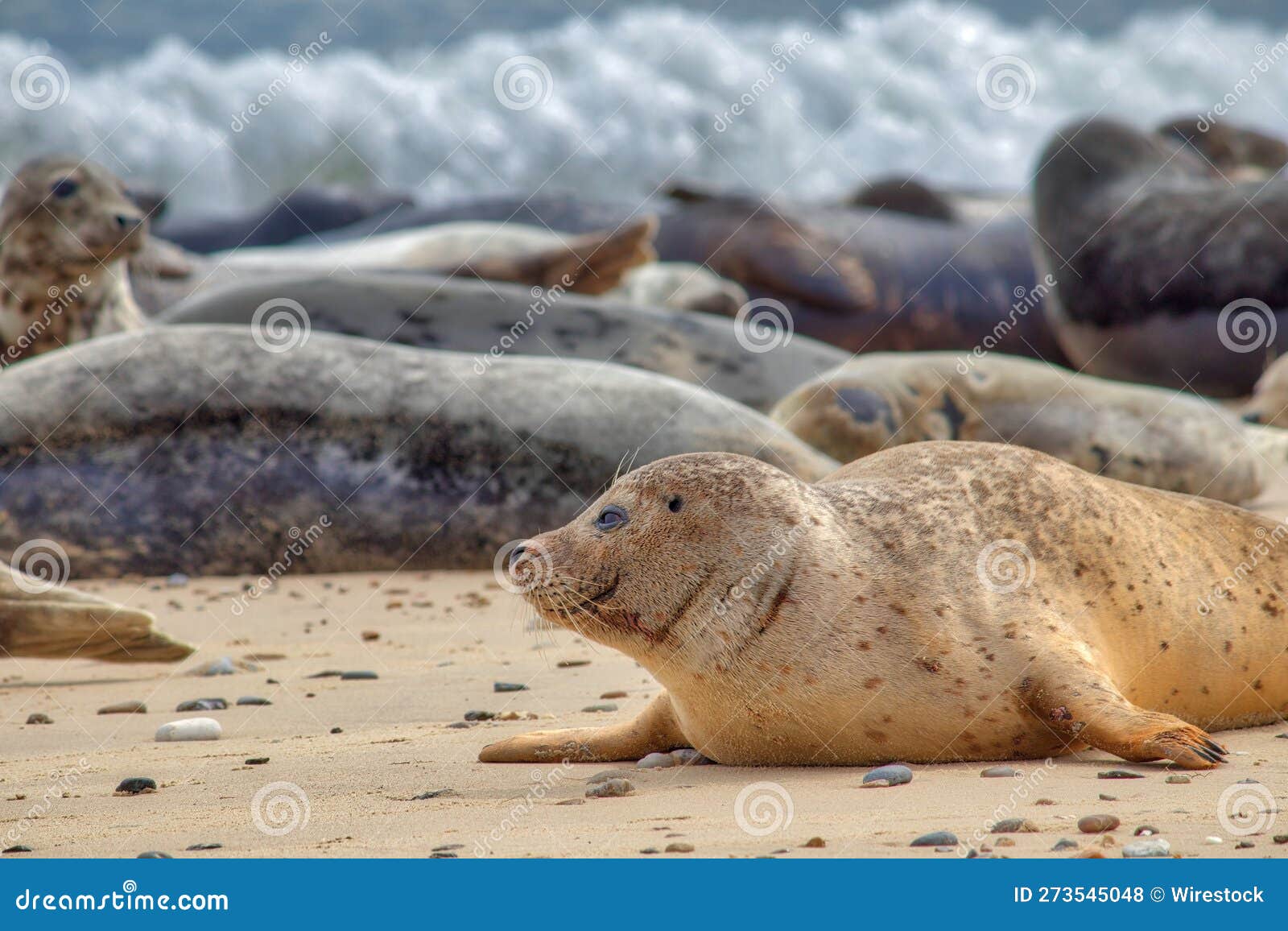 Group of Seals Basking in the Sun on a Sandy Beach, Overlooking the ...