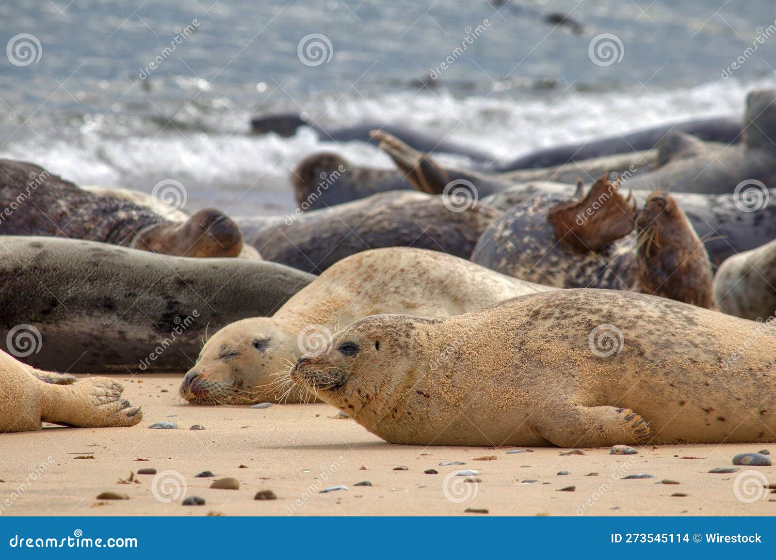 Group of Seals Basking in the Sun on a Sandy Beach, Overlooking the ...