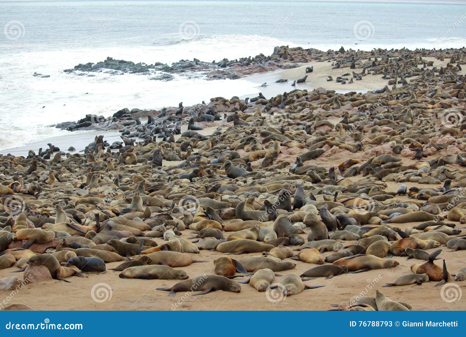 Group of seals stock image. Image of herd, aquatic, cross - 76788793