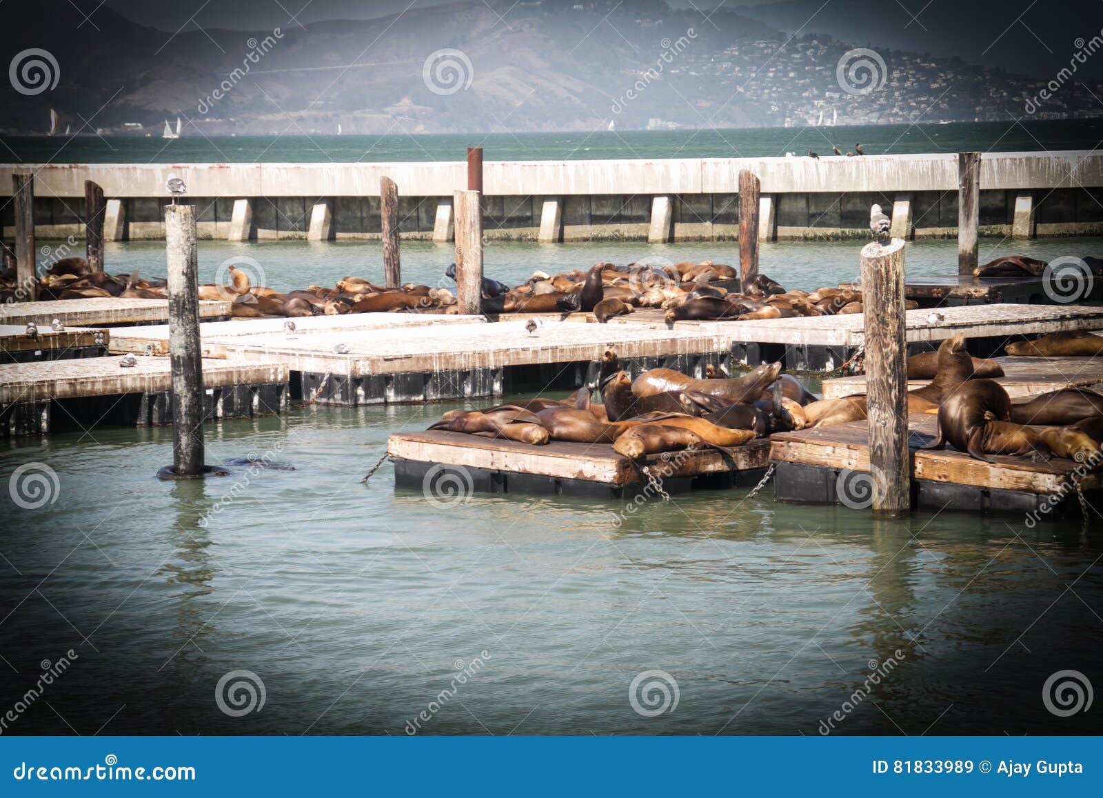 Group of Seals Fish Sun Bathing on Aplatform Stock Image - Image of ...