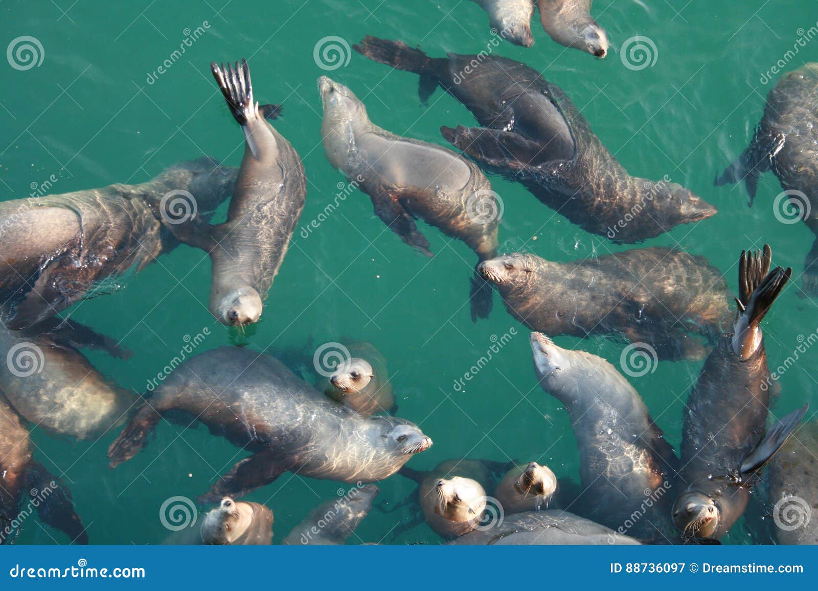 Group of Seals in the Ocean Stock Image - Image of ocean, playing: 88736097