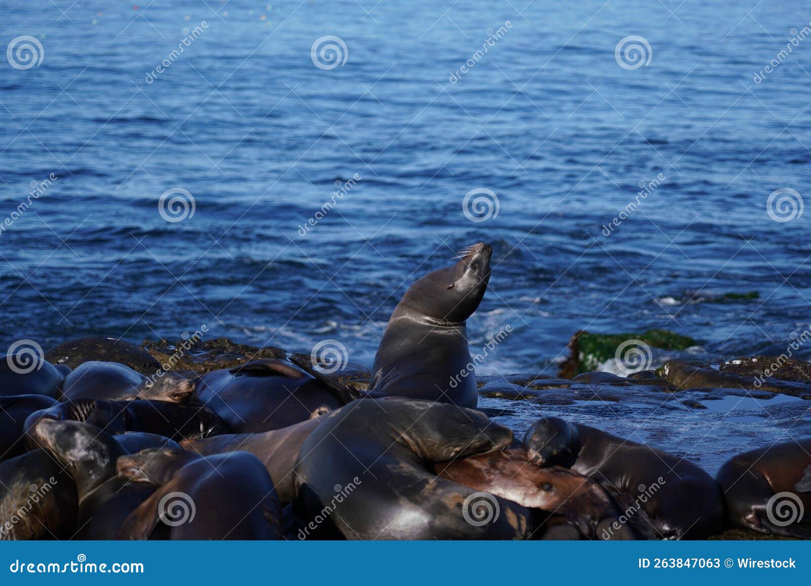 Group of Seals Resting on the Beach Rocks with Blue Ocean in Background ...