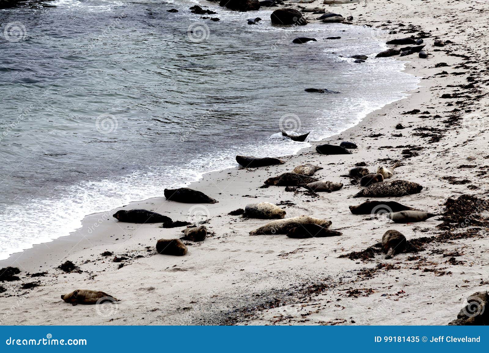 Group of Seals on Sandy Beach Monterey California Stock Image - Image ...