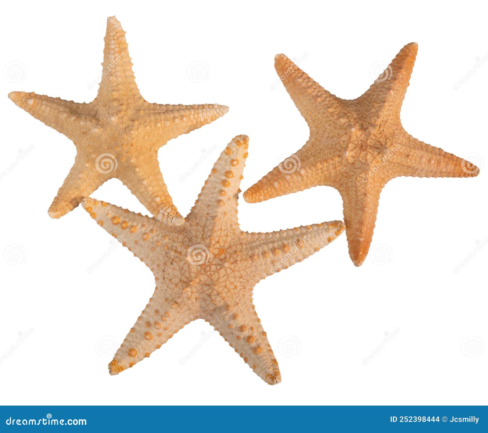 Seashell Starfish Top View Isolated on White Background with Clipping ...