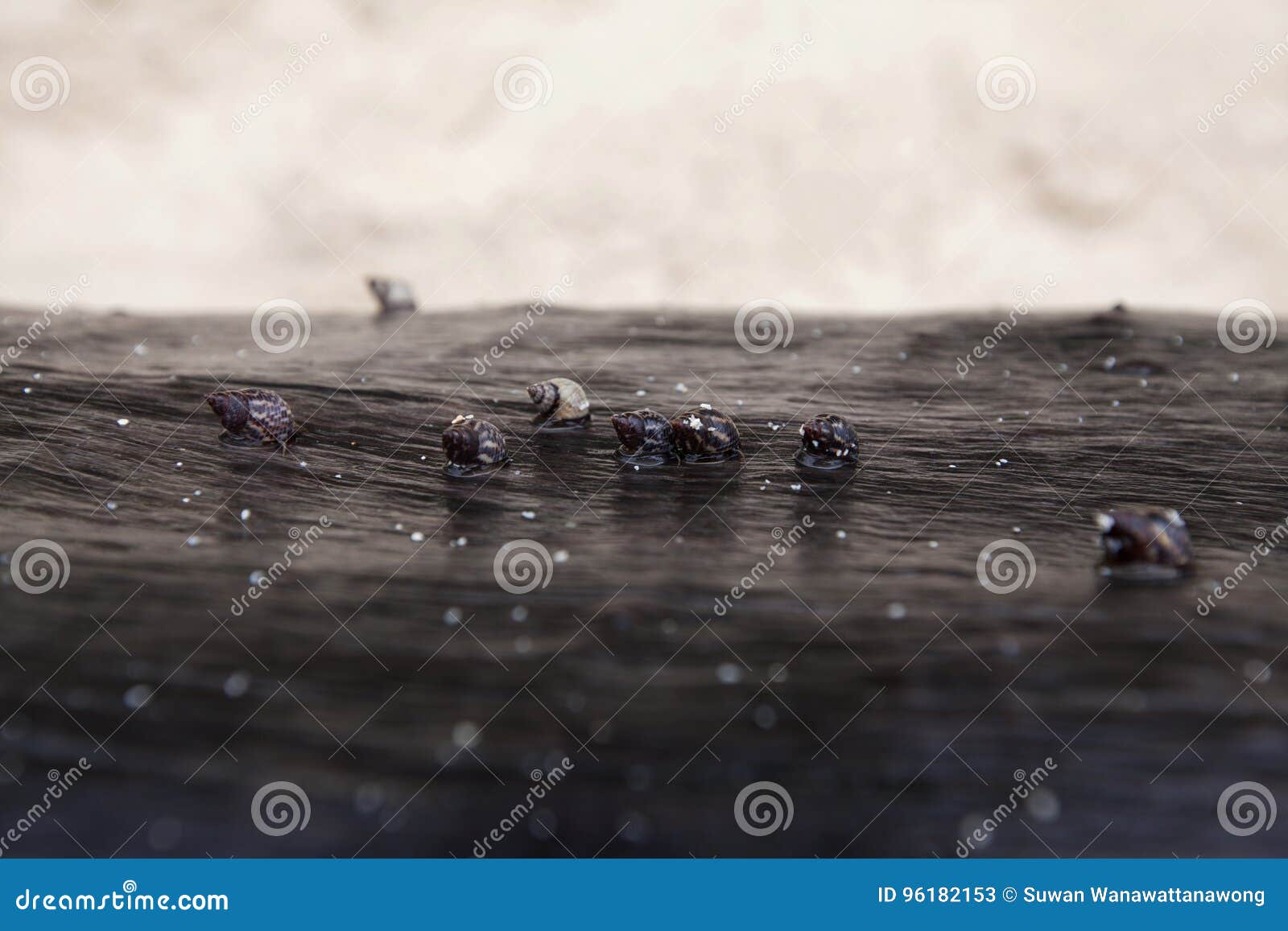 Group of Seashell is Walking Slowly on Timber on Beach. Stock Image ...