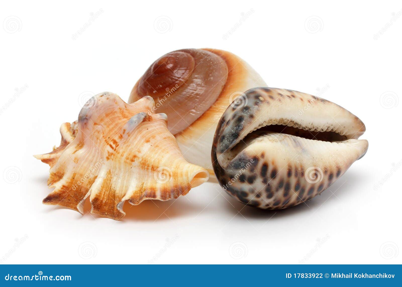 Group of seashells stock photo. Image of macro, pattern - 17833922