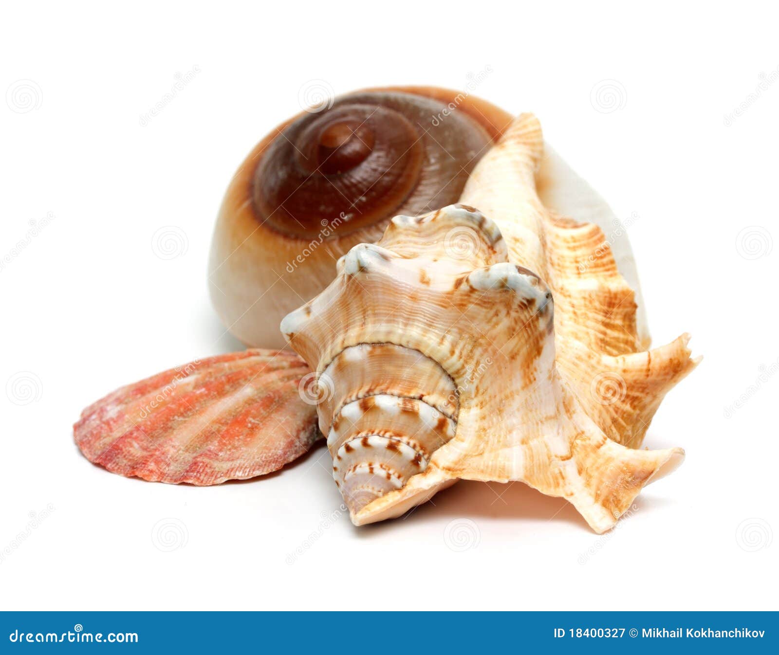 Group of seashells stock image. Image of concepts, cockle - 18400327