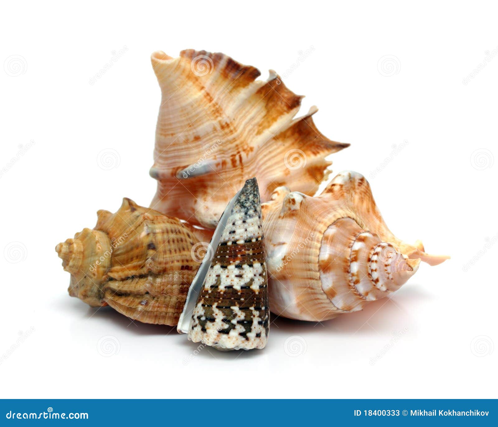 Group of seashells stock image. Image of collection, destinations ...