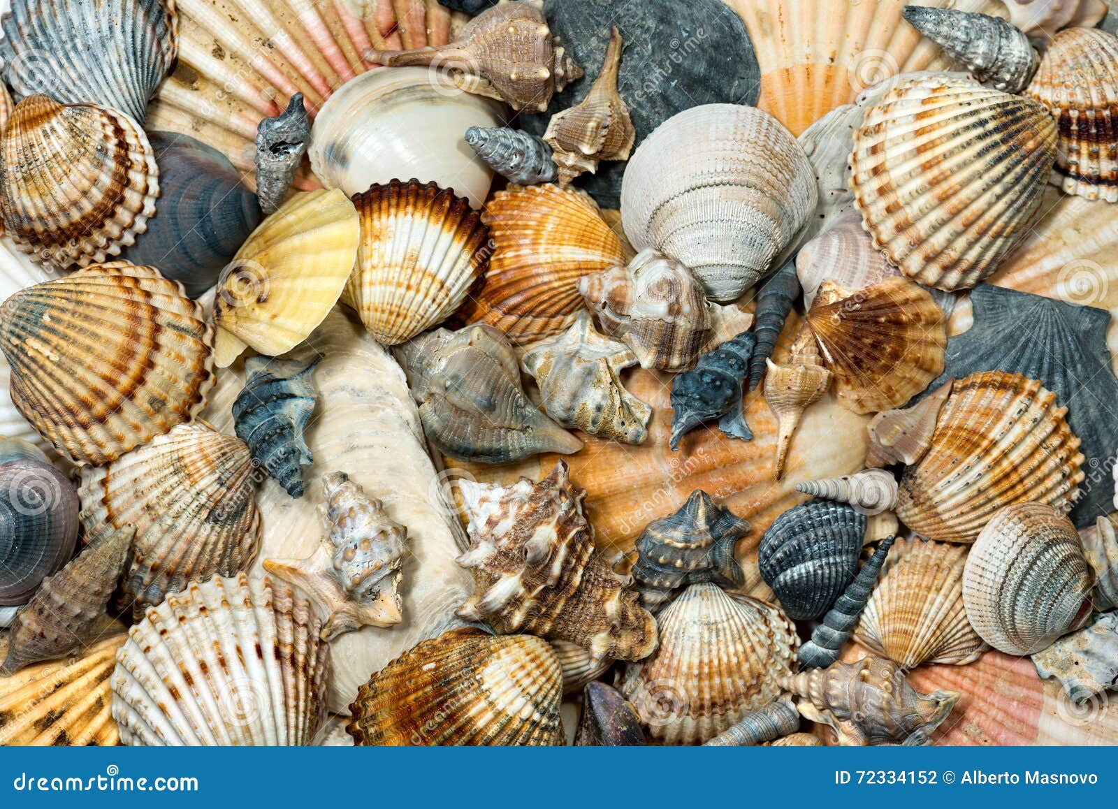 Group of Seashells - Background Stock Photo - Image of encrustations ...