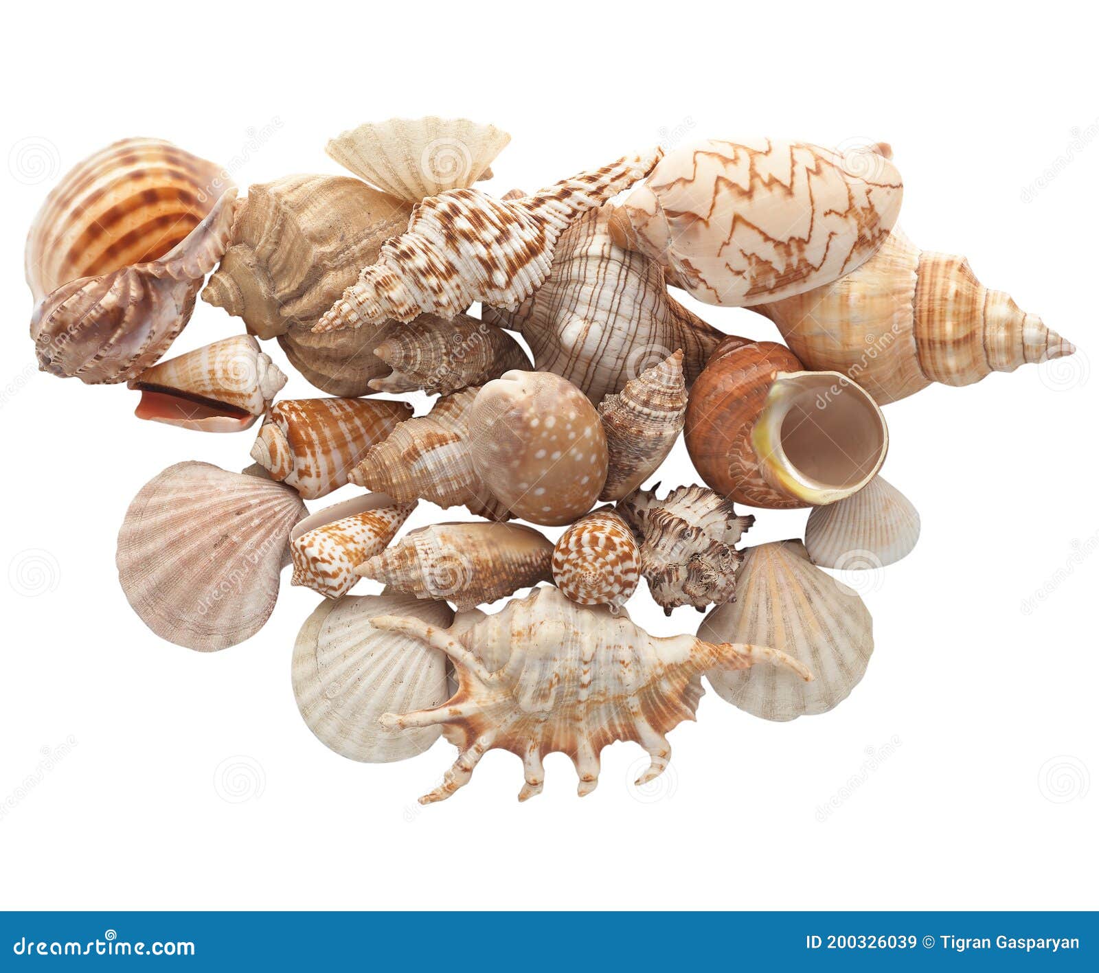 Group of Seashells Isolated on White Background Stock Image - Image of ...