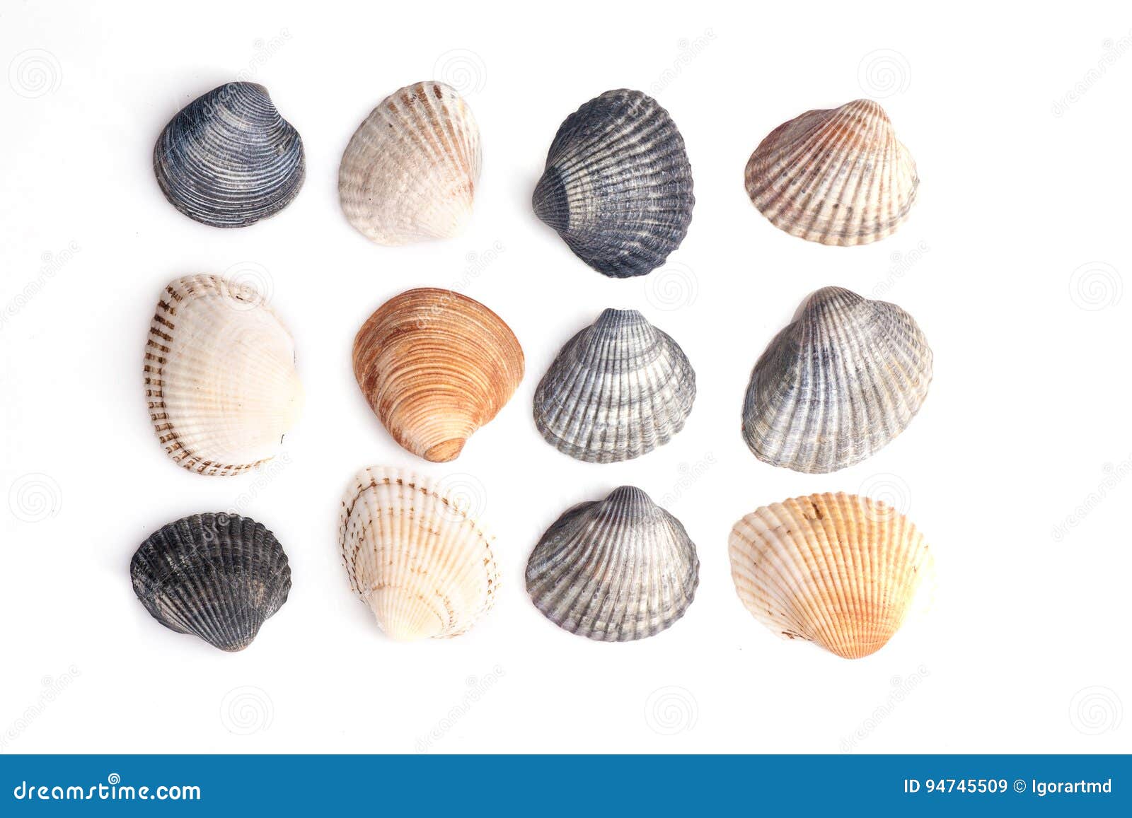 Group of seashells stock image. Image of beautiful, seashells - 94745509