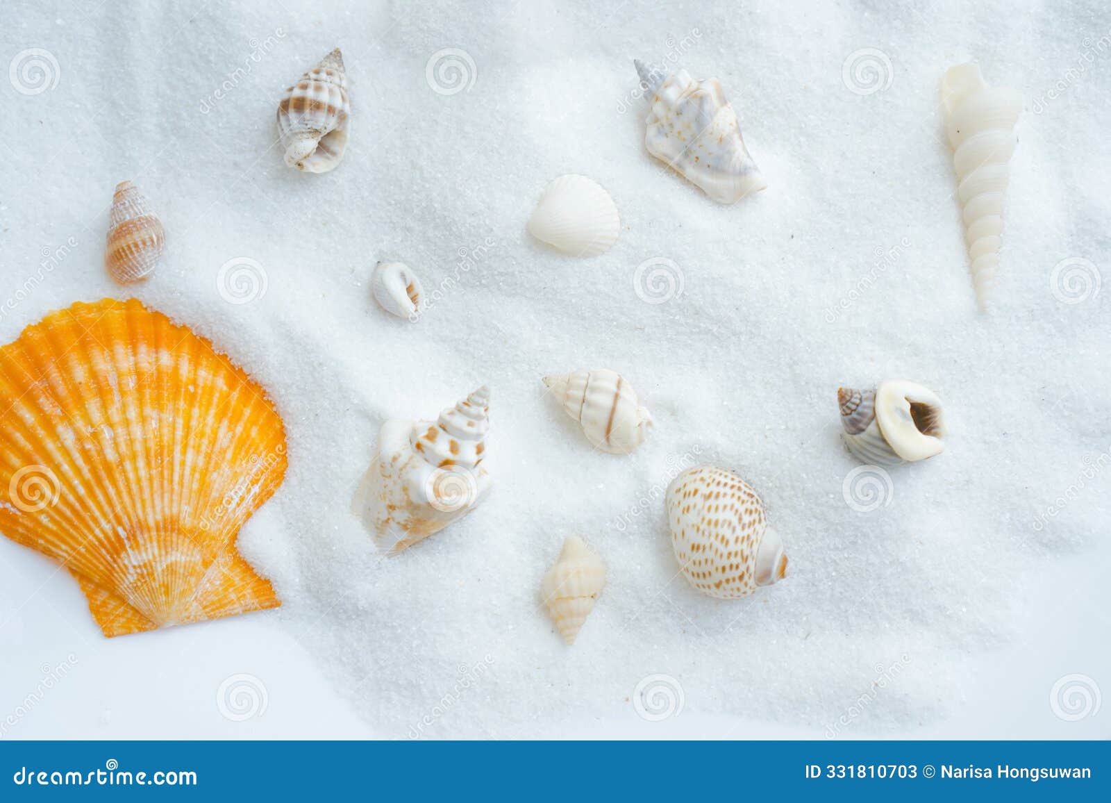 A Group of Seashells Pattern on White Background. Summer Concept. Flat ...