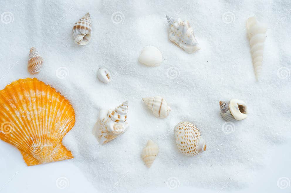 A Group of Seashells Pattern on White Background. Summer Concept. Flat ...
