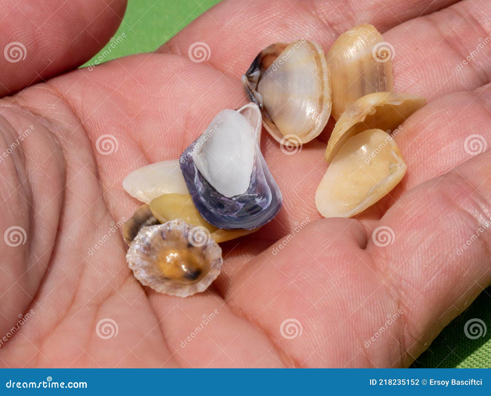 Group of Seashells on the People Hand Stock Photo - Image of shellfish ...