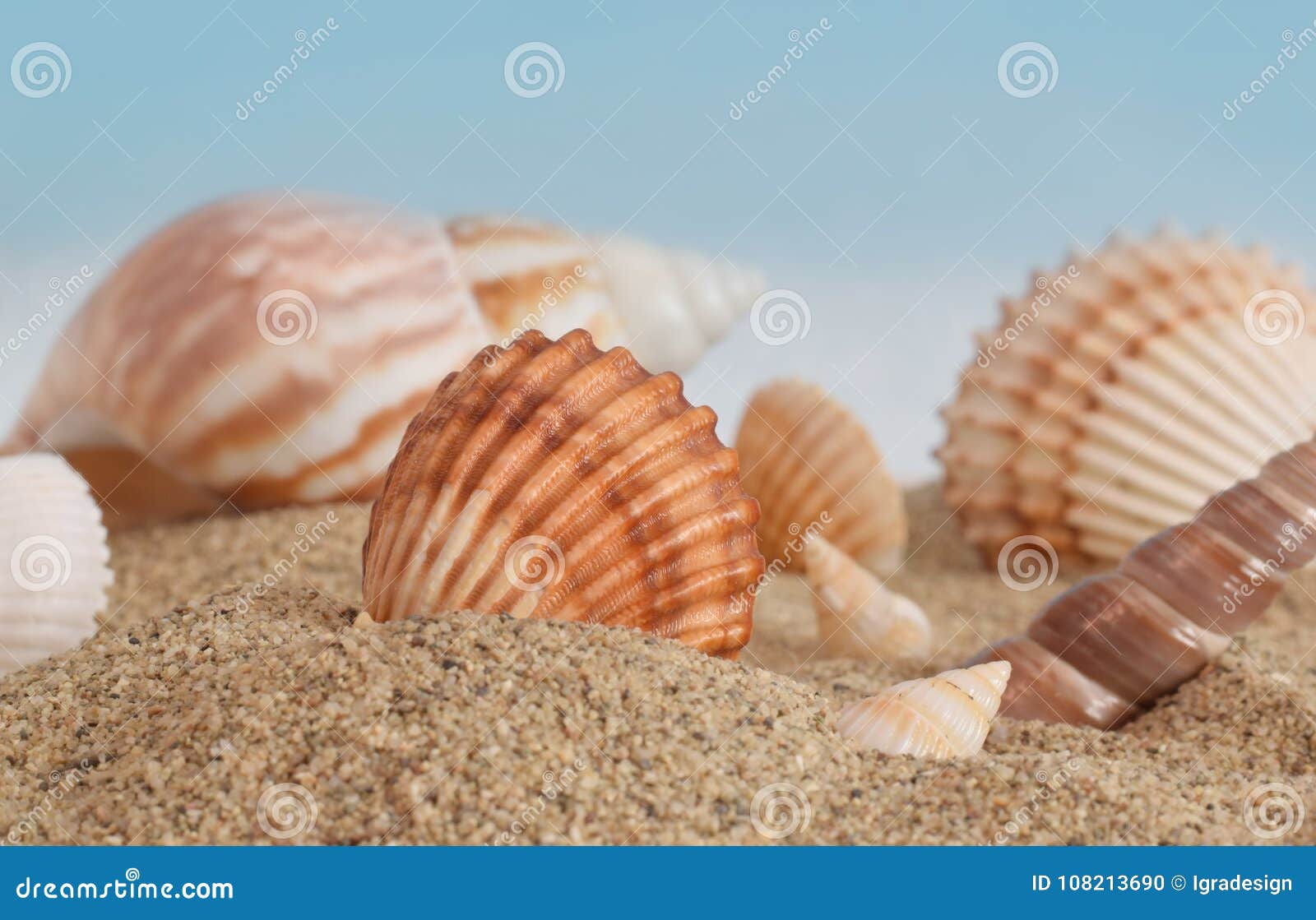 Group of seashells in sand stock photo. Image of recreation - 108213690