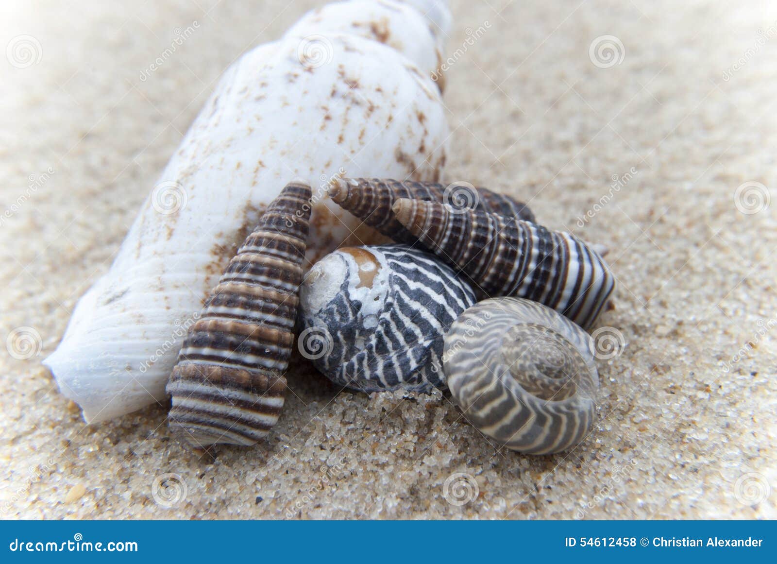 Group of Seashells on a Sandy Background Stock Photo - Image of group ...