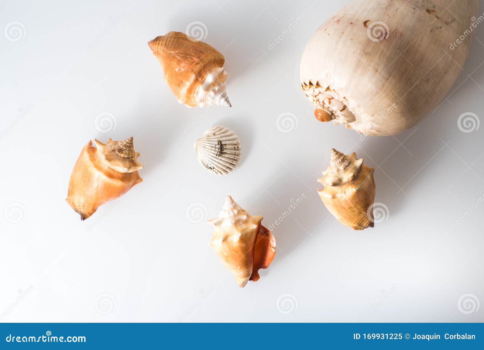Group of Seashells in Studio with White Background Stock Image - Image ...
