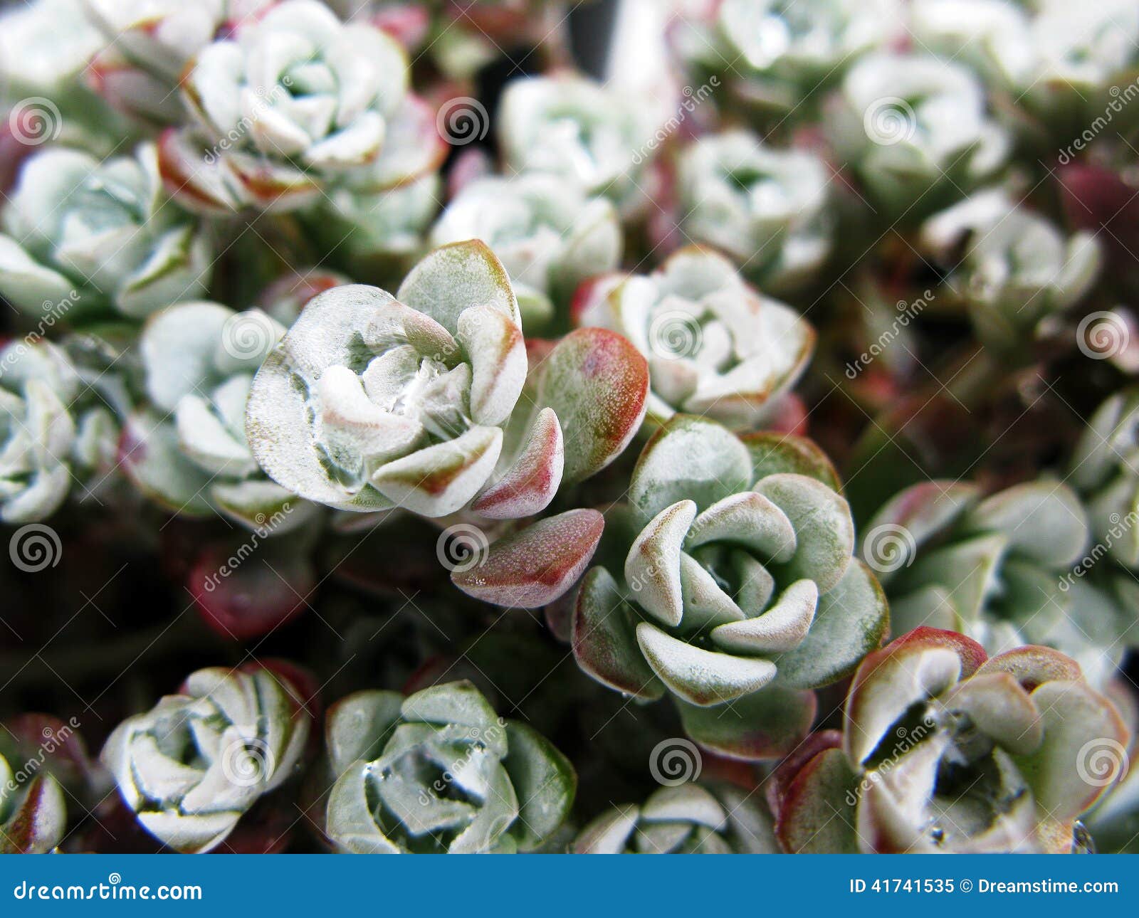 Group of Sedum stock image. Image of flowers, rock, plant - 41741535