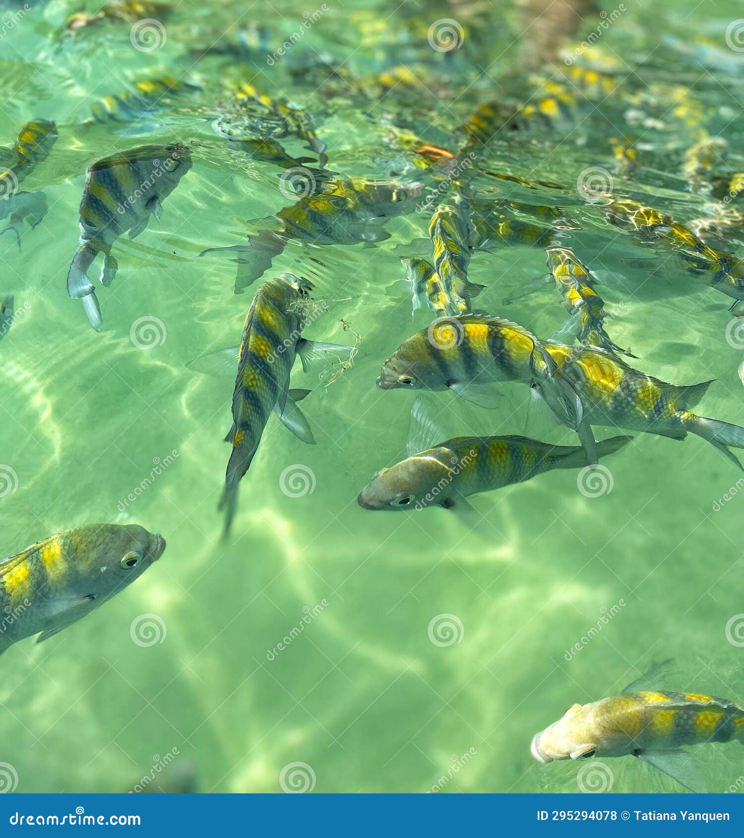 Sergeant Major Fish in Crystal Clear Sea Stock Photo - Image of ...