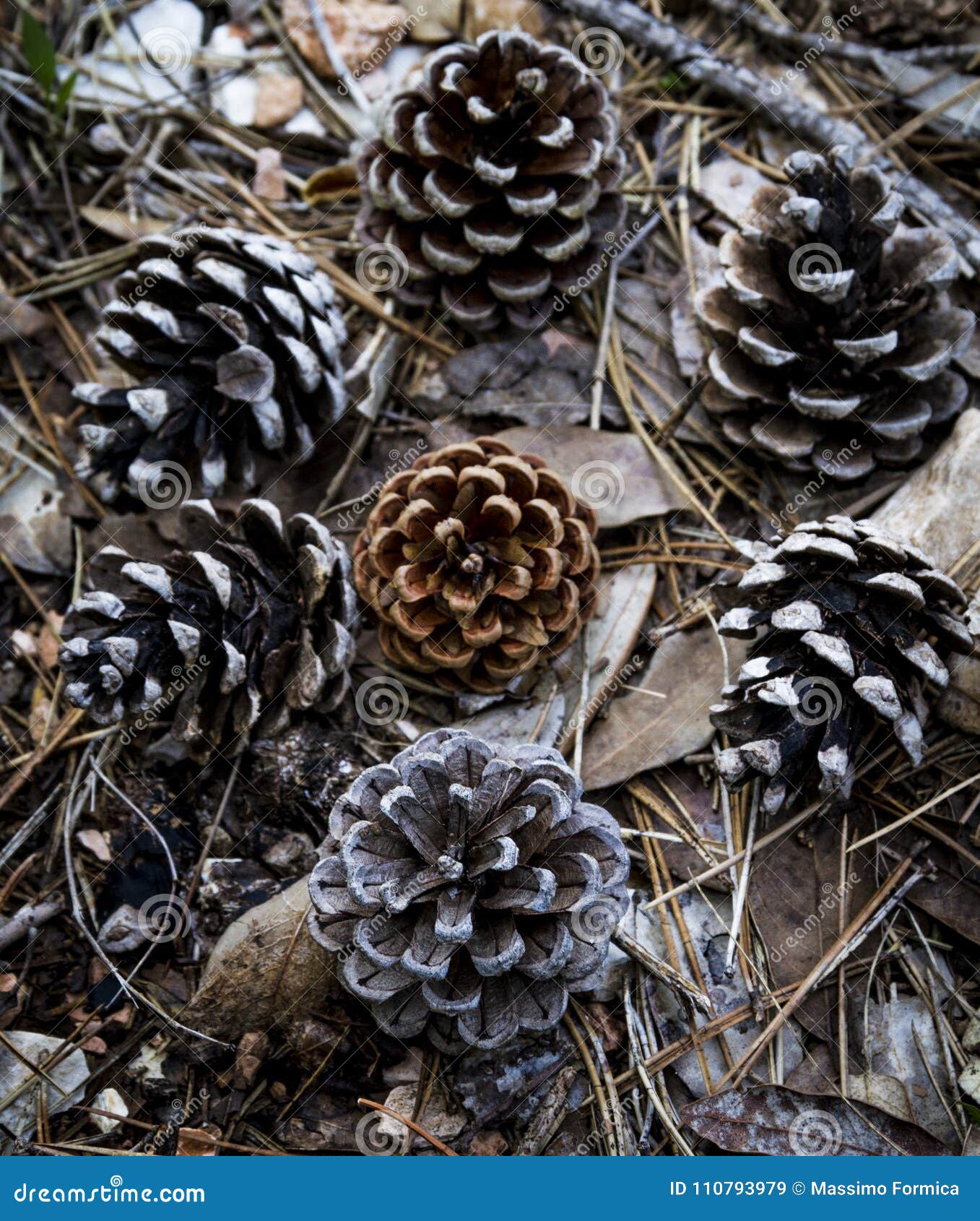 A Group of Pine Cones in the Forest Stock Image - Image of forest ...